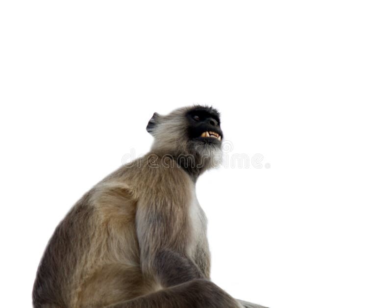 Ale Monkey (langur Hanuman) Grinds His Teeth Stock Image - Image of ...