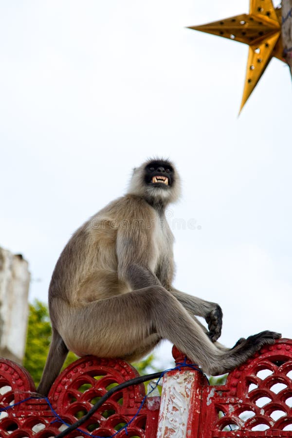 Ale Monkey (langur Hanuman) Grinds His Teeth Stock Photo - Image of ...