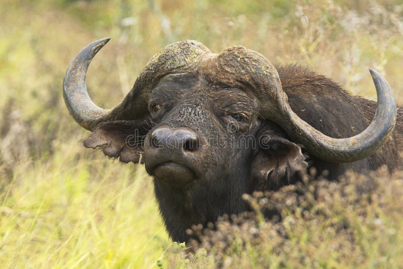Aggressive Alert African Buffalo Looking Around a Bush Stock Image ...