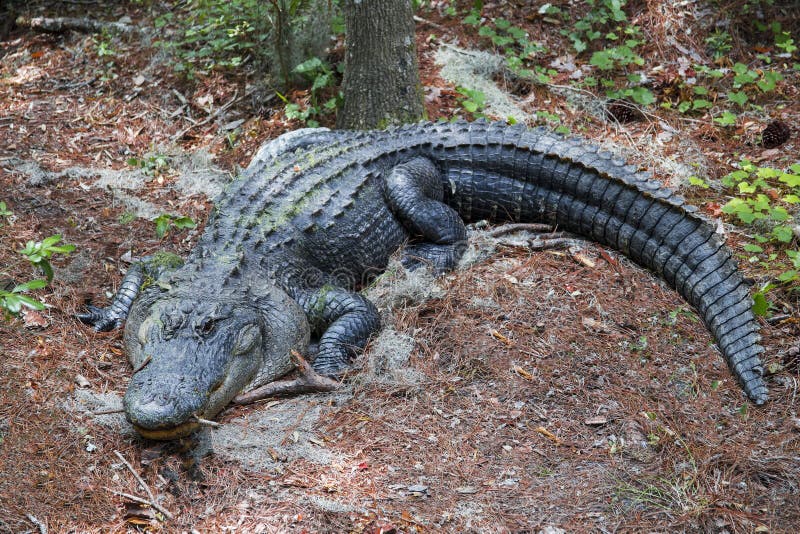 Aggressive alligator stock image. Image of color, leather - 90194121