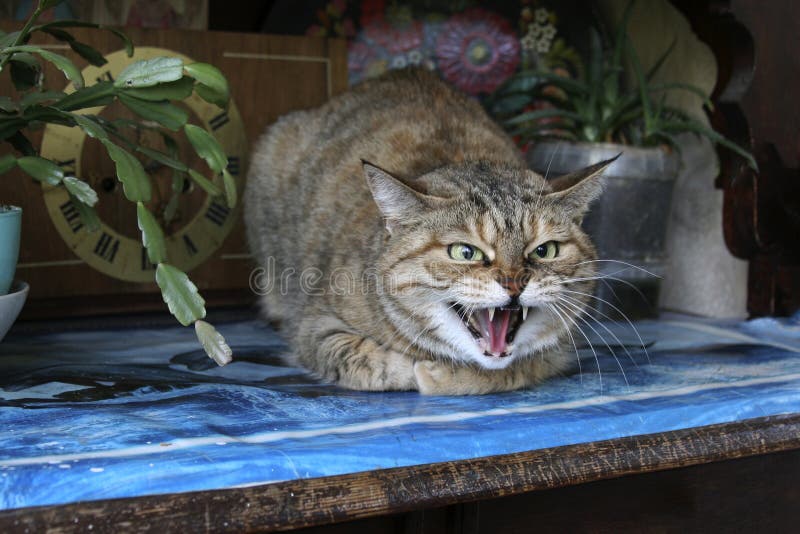 Aggressive, angry cat stock image. Image of grin, home - 202887939