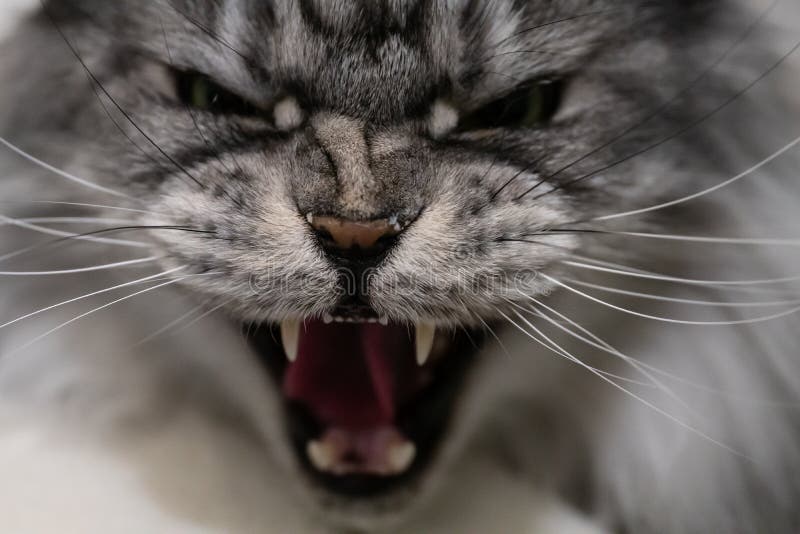 Aggressive angry cat stock image. Image of mammal, cute - 188755503