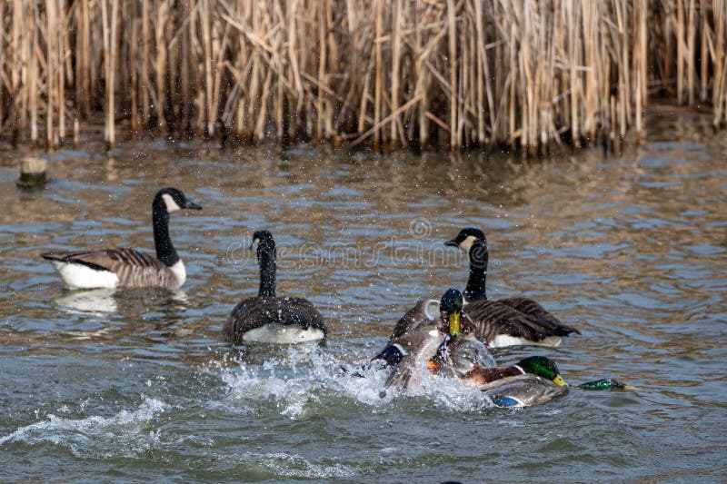 Aggressive Animal Behaviour in Spring with 3 Male Mallard Ducks ...