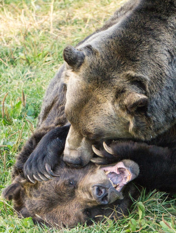 Aggressive bear fight stock photo. Image of claws, attacks - 47523408