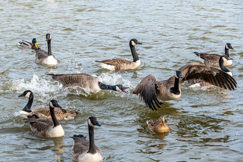 Aggressive Canada Goose Honking and Chasing Around Other Canada Stock ...