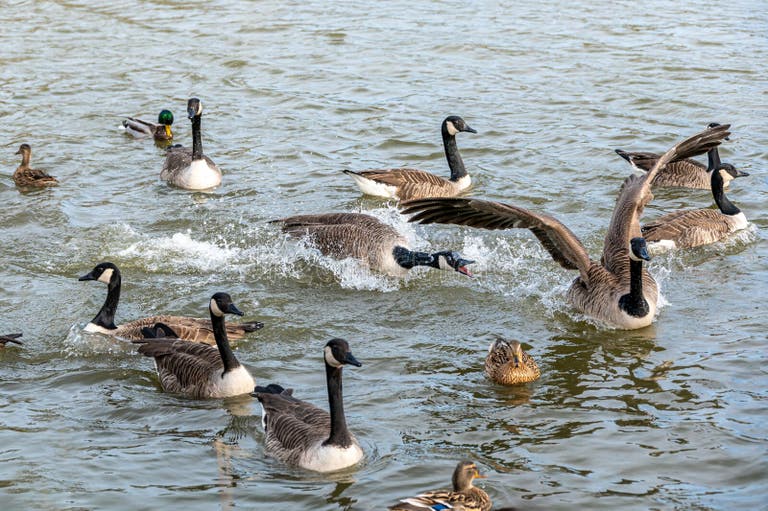 Aggressive Behaviour between Canada Geese Stock Photo - Image of ...