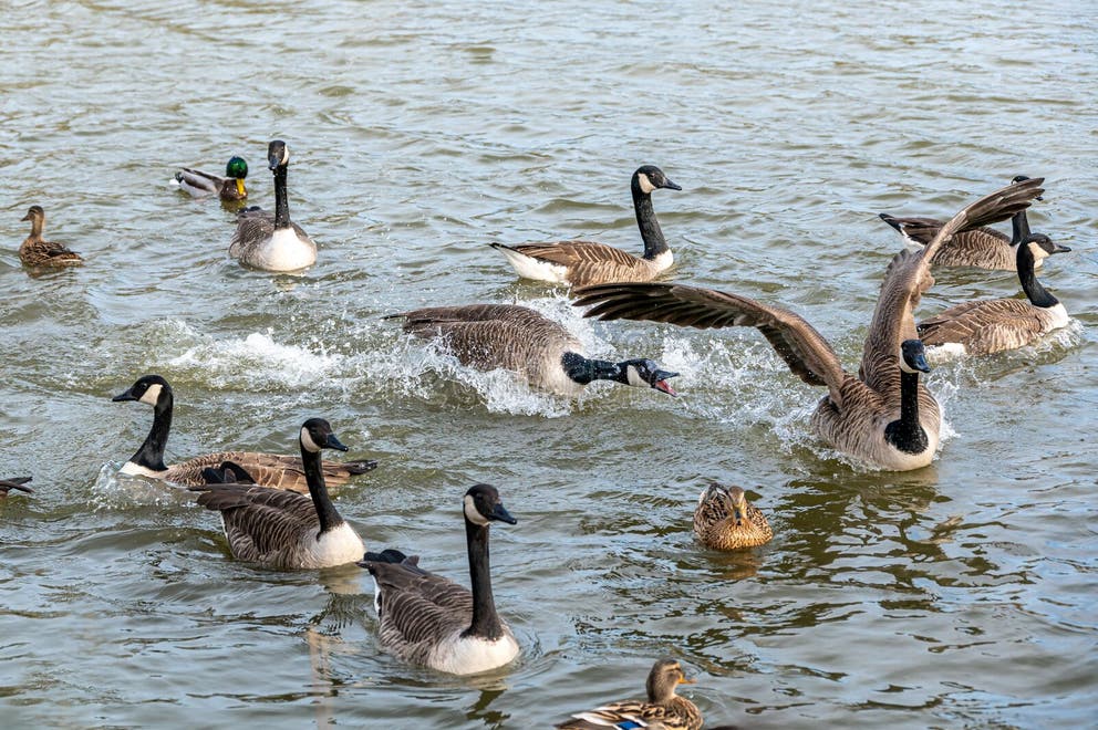 Aggressive Behaviour between Canada Geese Stock Photo - Image of ...