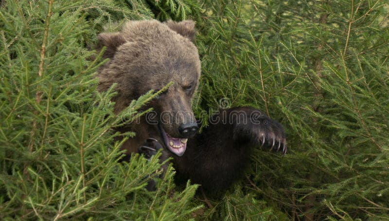 An Aggressive Big Bear Attacks, Baring Its Claws. Stock Image - Image ...