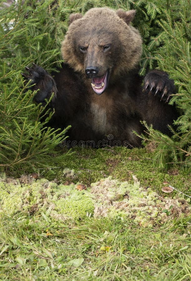 An Aggressive Big Bear Attacks, Baring Its Claws. Stock Image - Image ...