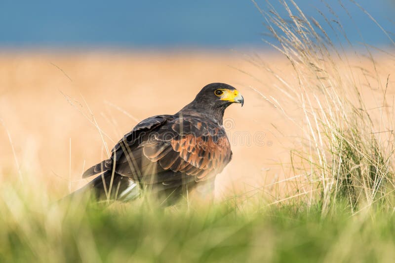 Aggressive Bird Sitting on the Grass Looking for Prey Stock Image ...
