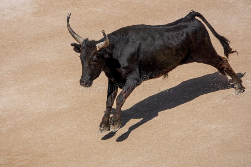 Aggressive black bull stock photo. Image of taurus, aggressive - 268390260