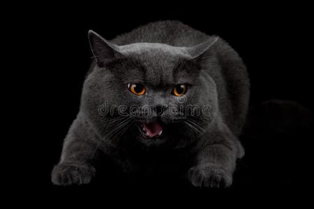 Aggressive Black Cat in Dark Room Stock Photo - Image of hellish ...