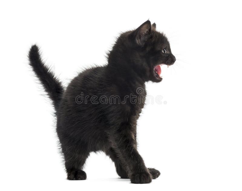 Aggressive kitten stock photo. Image of kitten, animal - 7168894