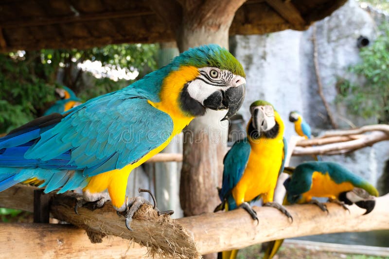 Aggressive Blue and Yellow Macaw Stock Image - Image of breed, behavior ...