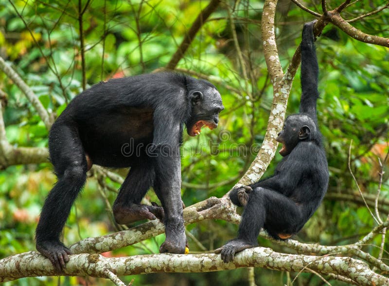 The Swearing and Aggressive Bonobo ( Pan Paniscus), Stock Image - Image ...