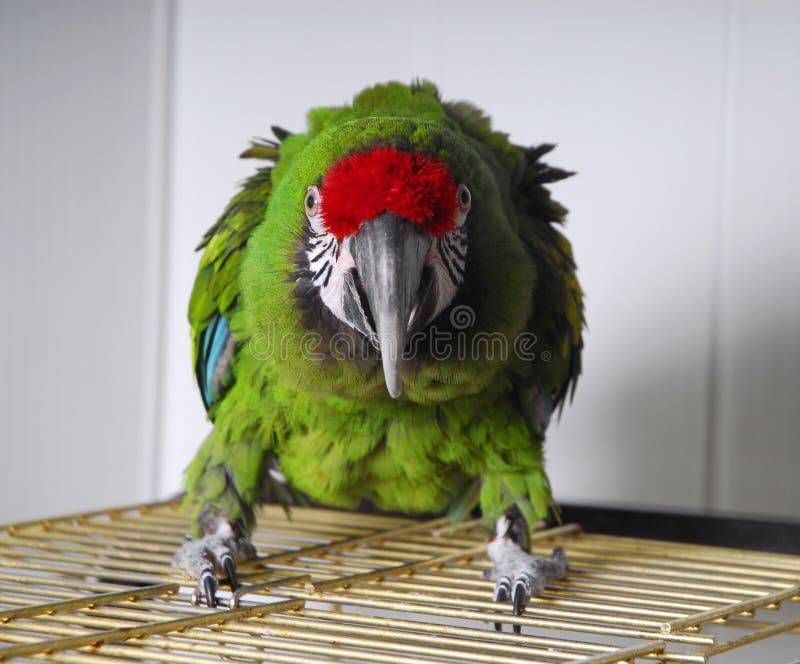 Bright ara parrot flying stock photo. Image of colour - 19223986