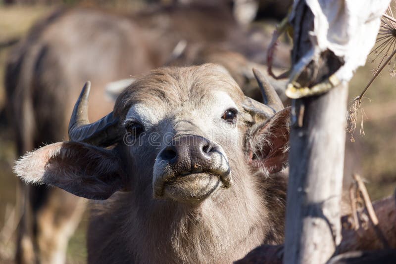 Aggressive Buffalo stock photo. Image of meat, aggressive - 94793616