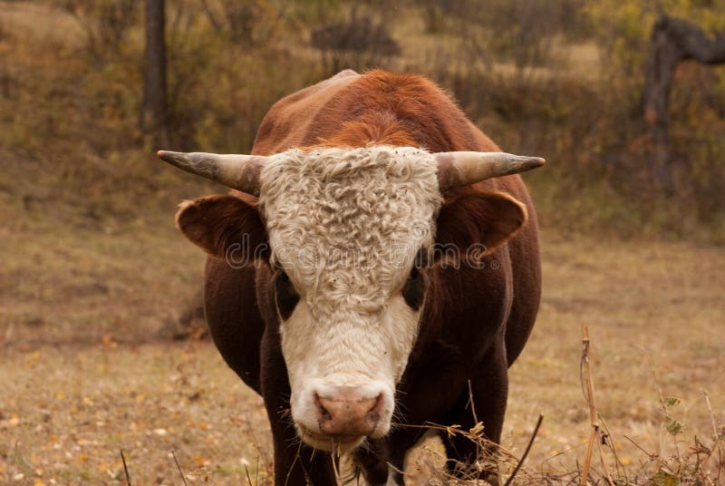 Aggressive bull stock photo. Image of horn, watch, mammal - 11173686
