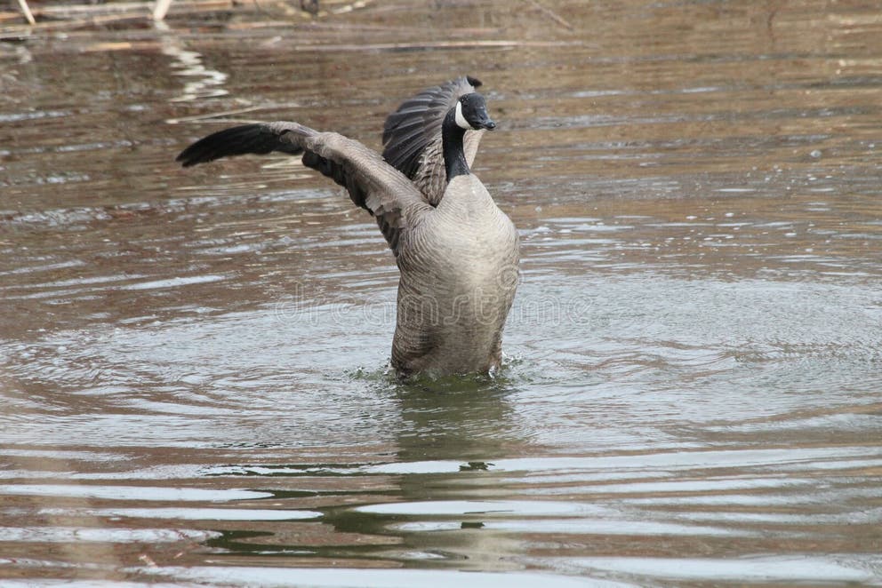 Aggressive Canada Goose stock image. Image of wilderness - 52321781