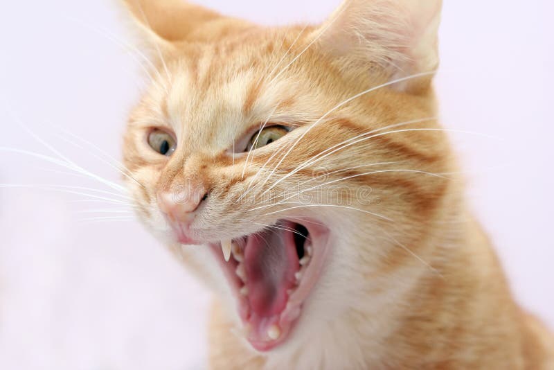 Aggressive cat stock photo. Image of teeth, emotions, look - 222702