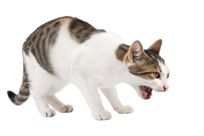 Aggressive Cat stock illustration. Illustration of studio - 353208046