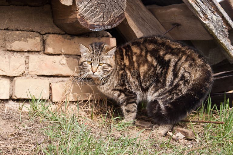 Aggressive cat stock image. Image of defensive, concentration - 69582207