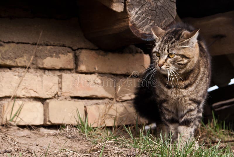 Aggressive cat stock image. Image of animal, hiding, agression - 69582095