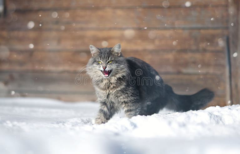 Aggressive cat in the snow stock image. Image of predator - 30403283
