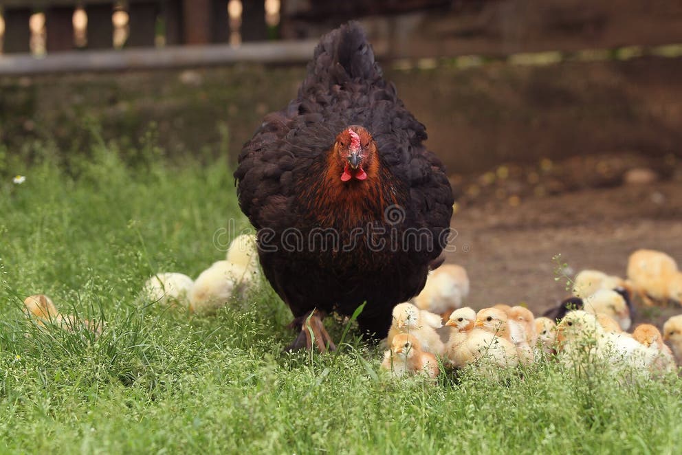 Aggressive Clucking Hen Protecting Chicks Stock Photo - Image of chicks ...