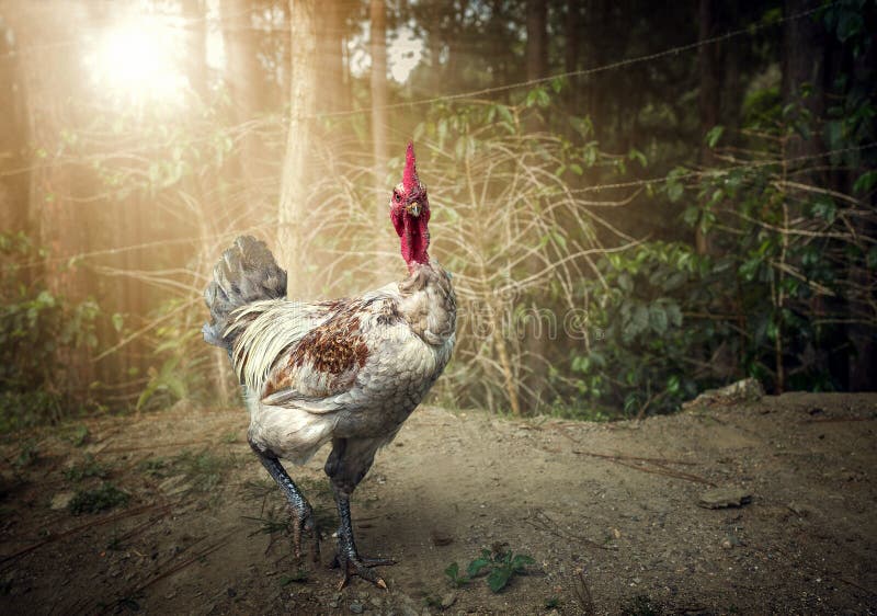 The aggressive stock image. Image of bird, animal, cockerel - 113508185