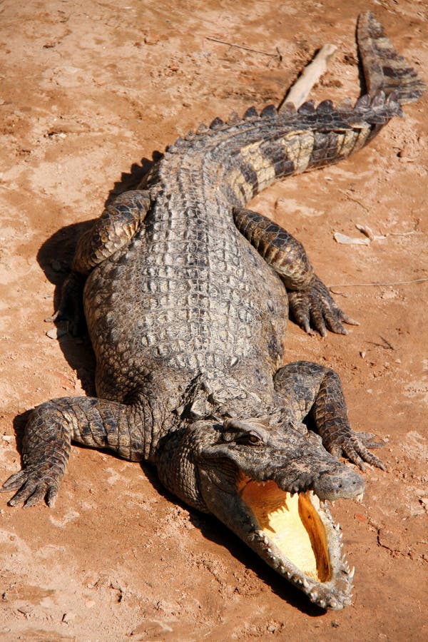 Aggressive Crocodile stock image. Image of alligator - 20873503