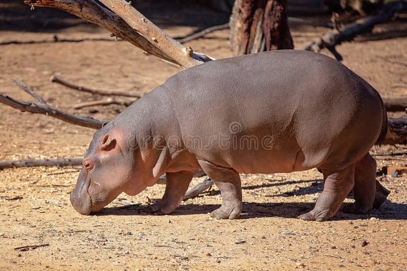 Hippo Having a Walk stock image. Image of ivory, lakes - 149035593