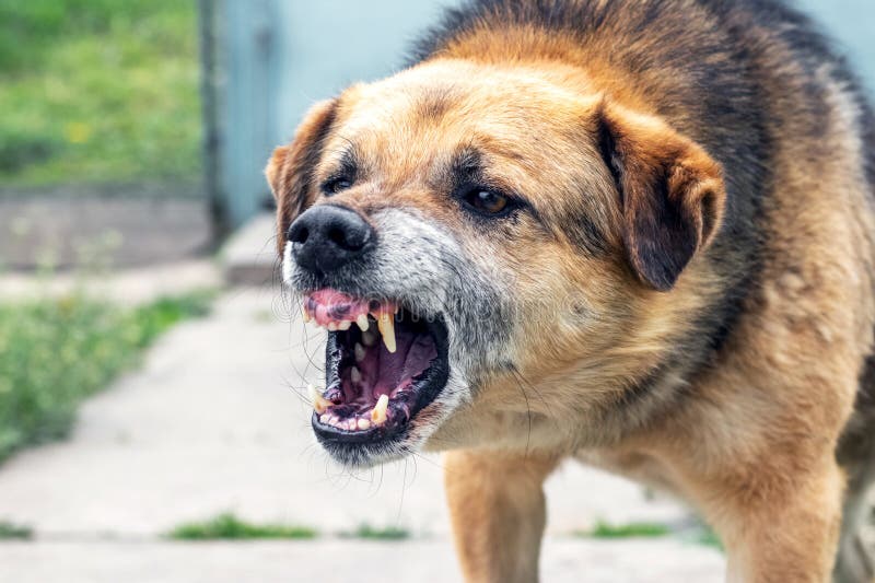 Aggressive Dog Barks, Baring Teeth. Dangerous Angry Dog Stock Image ...