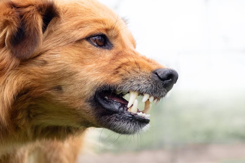 Aggressive Dog Barks, Baring Teeth. Dangerous Angry Dog Stock Image ...