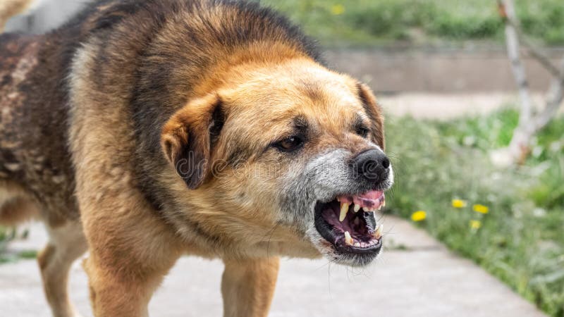 Aggressive Dog Barks, Baring Teeth. Dangerous Angry Dog Stock Photo ...