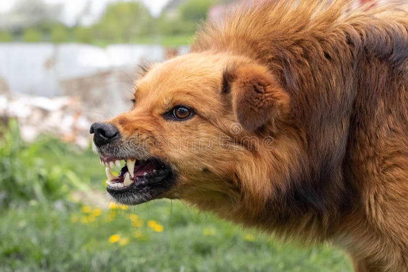 Aggressive Dog Barks, Baring Teeth. Dangerous Angry Dog Stock Photo ...