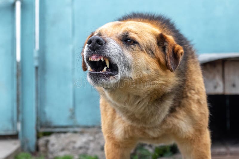 Aggressive Dog Barks, Baring Teeth. Dangerous Angry Dog Stock Image ...