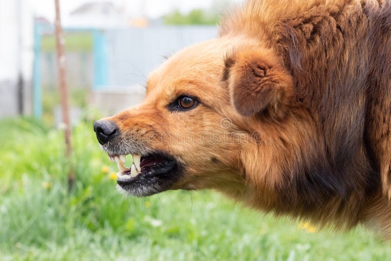 Aggressive Dog Barks, Baring Teeth. Dangerous Angry Dog Stock Image ...