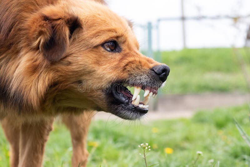 Aggressive Dog Barks, Baring Teeth. Dangerous Angry Dog Stock Image ...