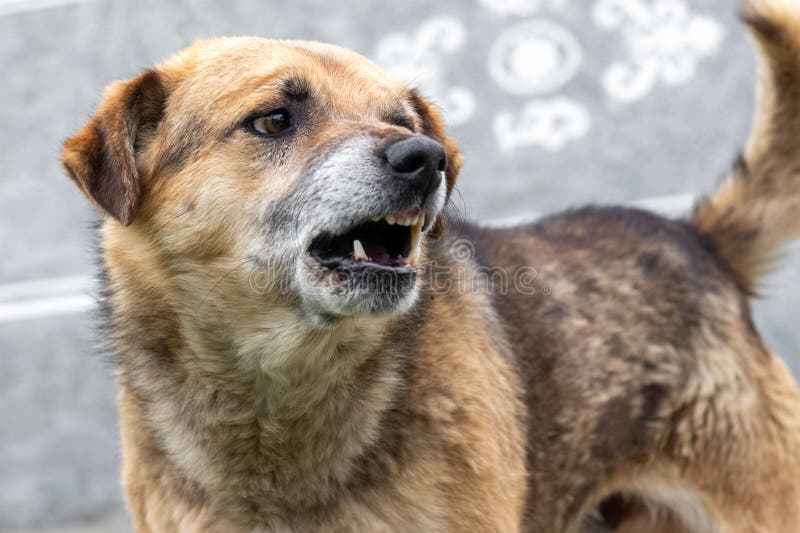 Aggressive Dog Barks, Baring Teeth. Dangerous Angry Dog Stock Image ...
