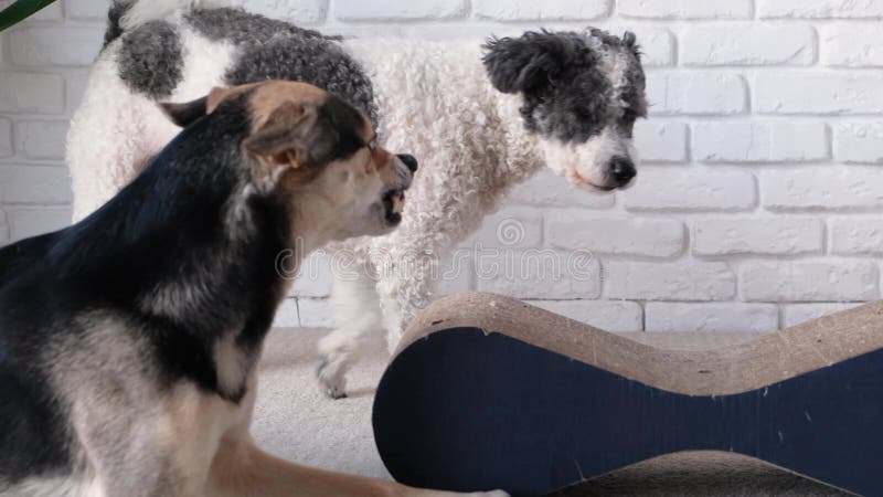 Aggressive Dog Barks, Baring Teeth. Dangerous Angry Dog. Stock Footage ...