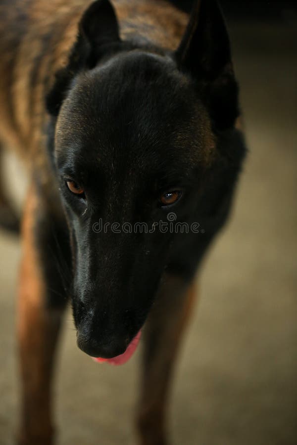 Aggressive Dog, Belgian Malinois Stock Photo - Image of anger, angry ...