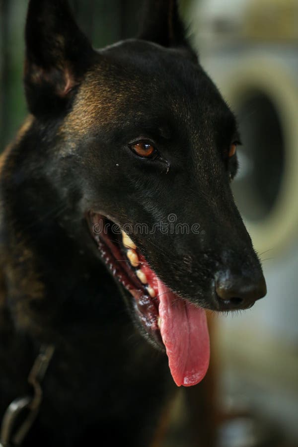 Aggressive Dog, Belgian Malinois Stock Photo - Image of scary, furious ...