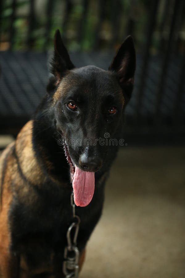 Aggressive Dog, Belgian Malinois Stock Photo - Image of barking, anger ...
