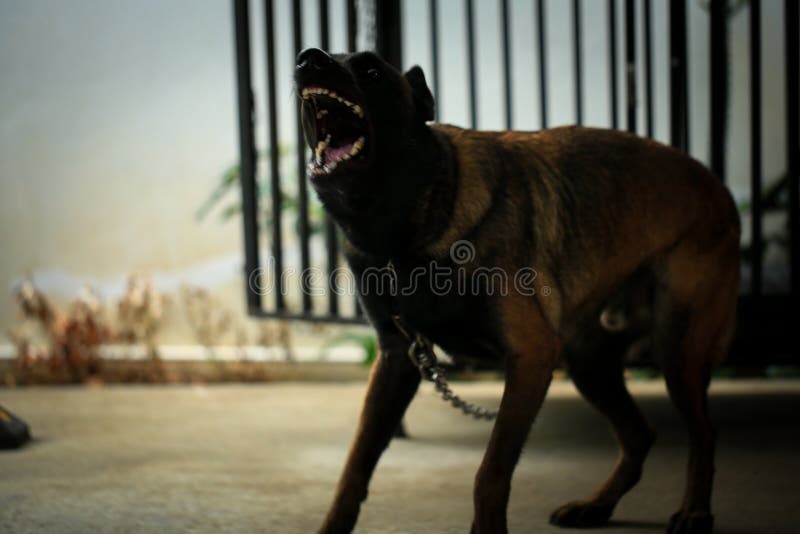 Aggressive Dog, Belgian Malinois Stock Image - Image of guard, black ...
