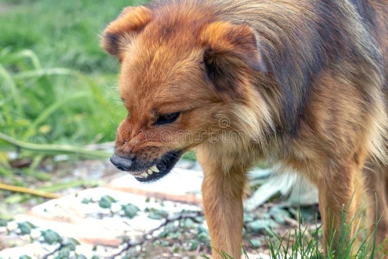 Aggressive Dog with Open Mouth and Sharp Teeth is Dangerous Stock Photo ...