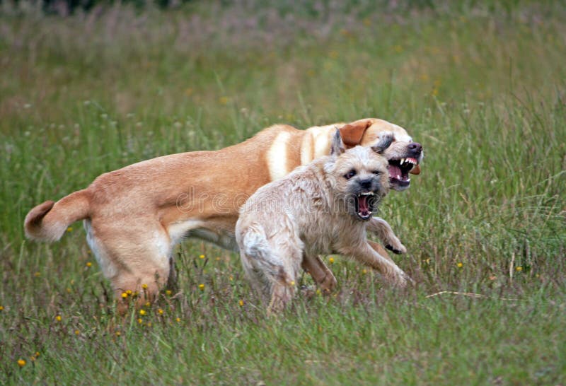 Aggressive dogs stock image. Image of labrador, canine - 7076519