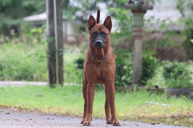 Aggressive Dogs Show a Dangerous Face. Details of the Thai Ridgeback ...