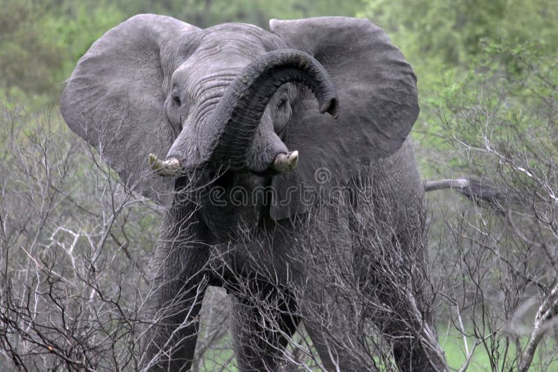 863 Aggressive Elephant Photos - Free & Royalty-Free Stock Photos from ...