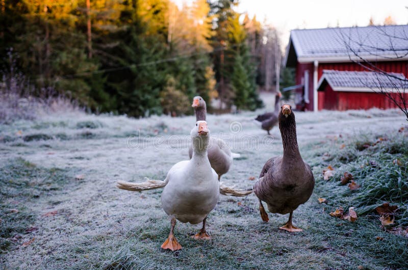 Aggressive geese stock image. Image of attacking, autumn - 45884167